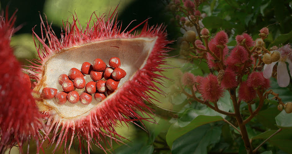 Conozca las propiedades del achiote | CONtexto ganadero | Noticias ...