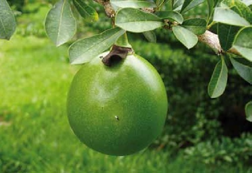 Así se puede propagar el Totumo | CONtexto ganadero