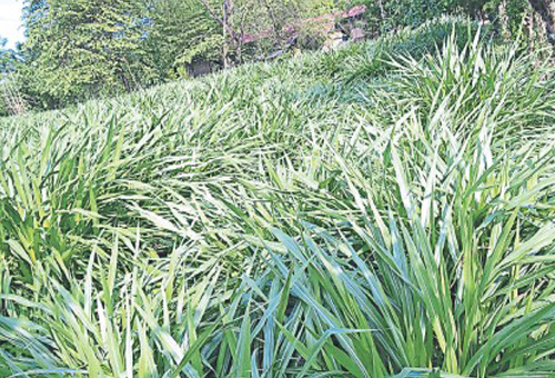 Honduras posee pasto forrajero que crece en cualquier lugar, dice ...