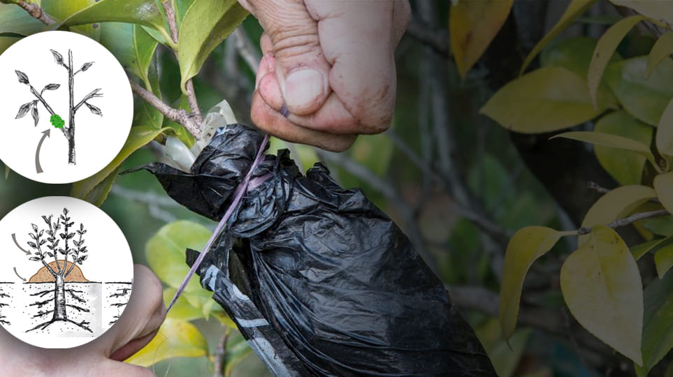 Qué es el acodo y cómo ayuda a multiplicar las plantas | CONtexto ganadero