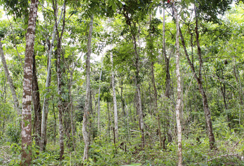 ¿Cuál es el sistema taungya y qué beneficios puede traer para los ...