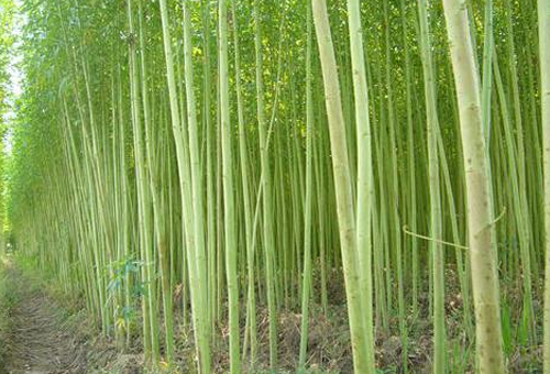 ¿Qué es el kenaf y cómo puede usarse en ganadería? | CONtexto ganadero