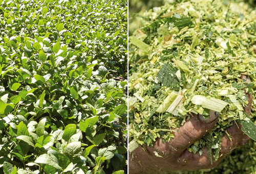 Ensilaje de maíz con forraje de soya | CONtexto ganadero