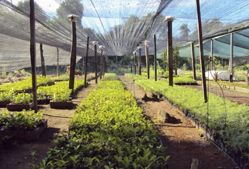 Pautas para estructurar un vivero forestal en la finca | CONtexto ganadero