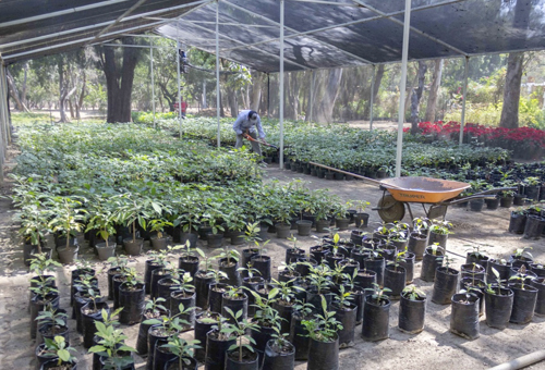 Ubicación de un vivero forestal en finca | CONtexto ganadero