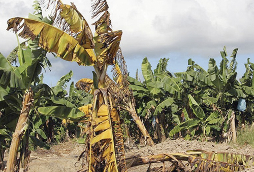 El hongo que ronda las plantaciones de banano en el Caribe | CONtexto ...