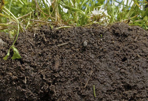 Humus y arcilla aumentan rentabilidad en finca | CONtexto ganadero
