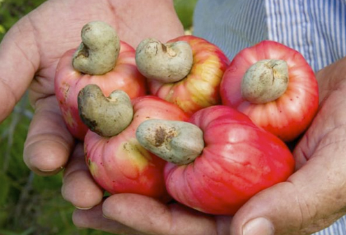 Regiones de Colombia con potencial para el marañón | CONtexto ganadero