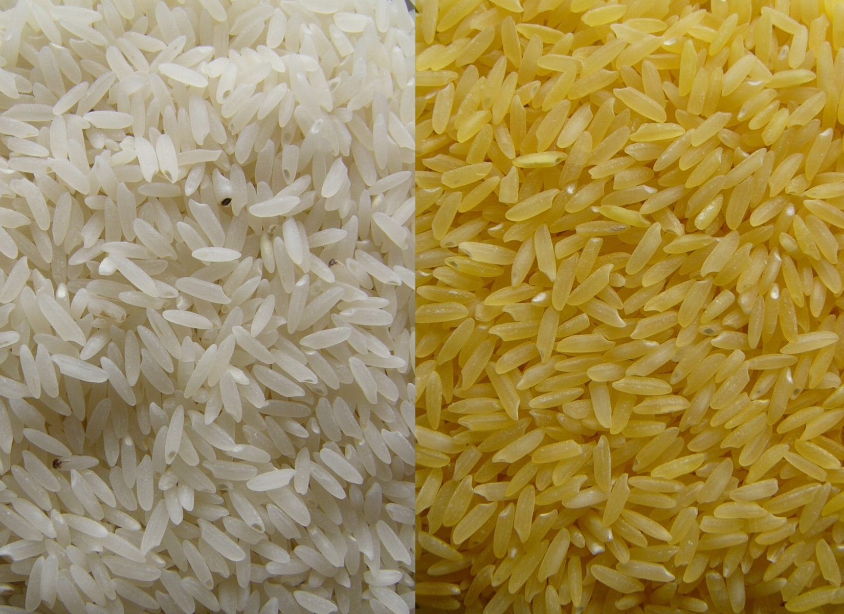 Agricultura: Beneficios de arroz dorado siguen sin llegar a quienes ...