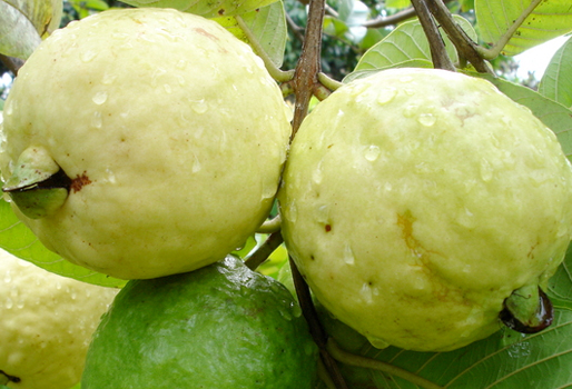 Alerta en Colombia por enfermedad que ataca a la guayaba | CONtexto ...