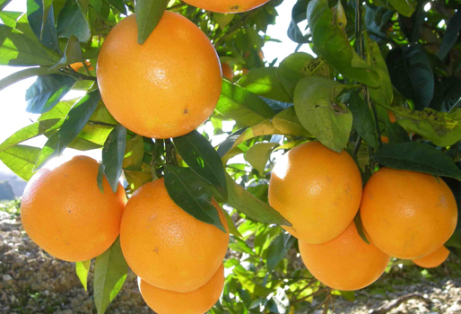 Naranja colombiana está en la mira de Costa Rica | CONtexto ganadero ...