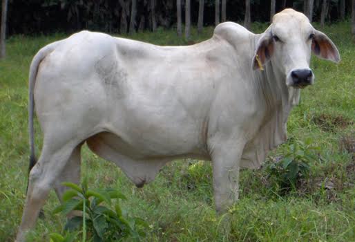 CONtexto ganadero | Noticias sobre ganadería y agricultura en Colombia