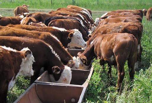 Alimentación del ganado bovino de carne con micronutrientes naturales ...