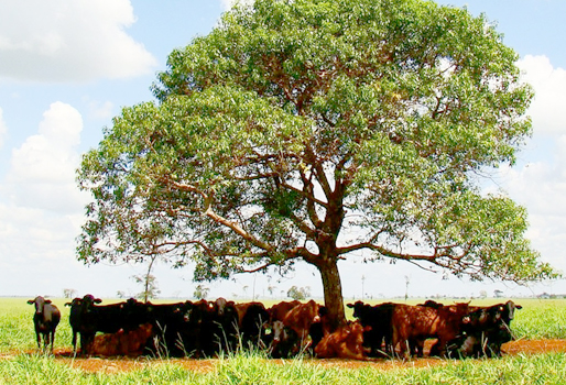 El ganado engorda gracias a la sombra | CONtexto ganadero