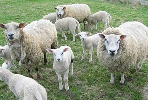 Optimización de la producción láctea en pequeños rumiantes | CONtexto ...