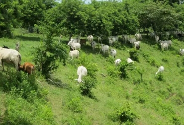 Ganadería Agro Ecológica: Máxima producción al menor costo posible | CONtexto ganadero