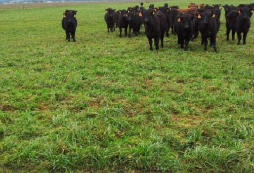 Pautas para que las pasturas dupliquen su rendimiento | CONtexto ganadero