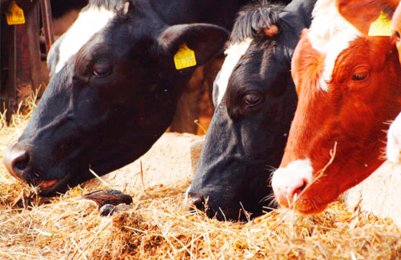 Alimentación de ganado de carne con pastos cultivados | CONtexto ganadero