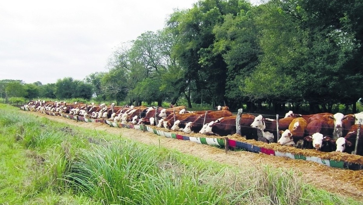 La Agricultura Y La Ganadera Son Las Actividades