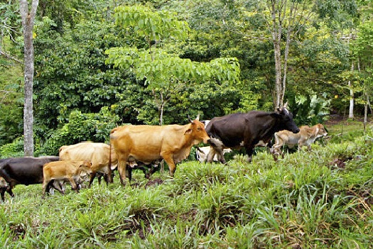 Regeneración de suelos mediante ganadería sostenible | CONtexto ganadero