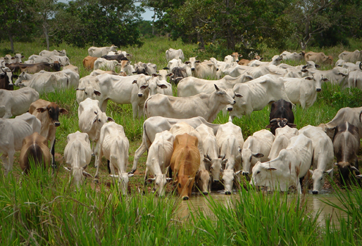 Los 11 pasos para iniciar un proyecto ganadero | CONtexto ganadero