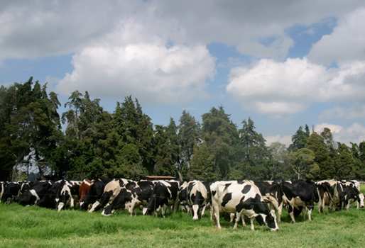 Recomendaciones para criar ganado holstein | CONtexto ganadero