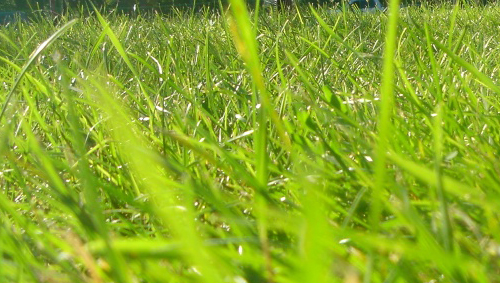 Manejo de pastos tropicales | CONtexto ganadero