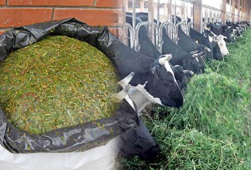 Asista a capacitaciones sobre ensilaje y conservación de forraje ...