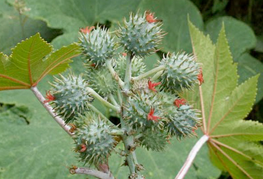 Higuerilla, alternativa de rentabilidad para los productores del país ...