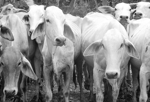 Ganaderos del Chocó esperan recursos para el sector en 2017 | CONtexto ...