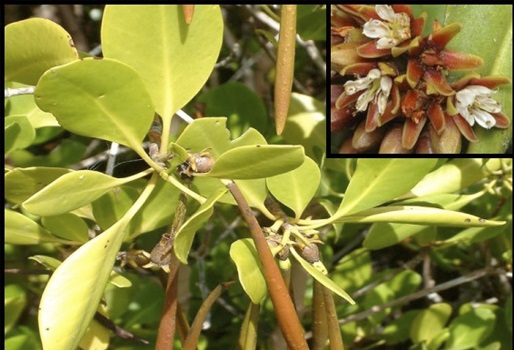 Árbol Tagal sirve de alimento para los bovinos | CONtexto ganadero