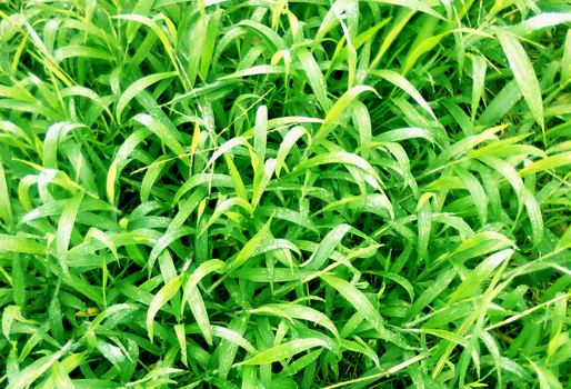 Pasto 'panameña' será estudiado en Colombia | CONtexto ganadero