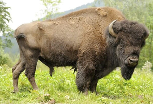 La historia de cómo el bisonte sobrevivió a su casi extinción gracias a ...