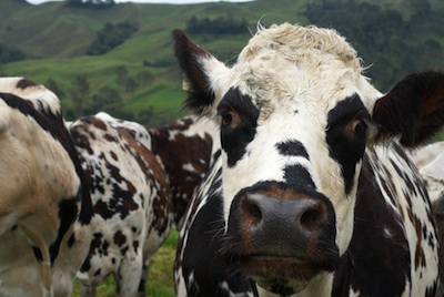 Raza Normando de Francia pisó tierra colombiana hace 49 años | CONtexto ...
