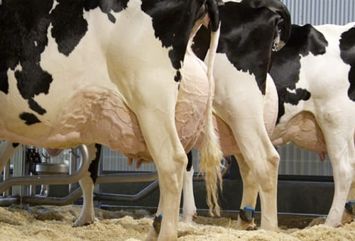 Claves para tener vacas eficientes | CONtexto ganadero