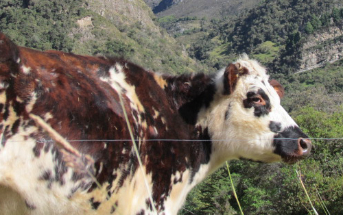 Normando, una raza que vale por dos | CONtexto ganadero