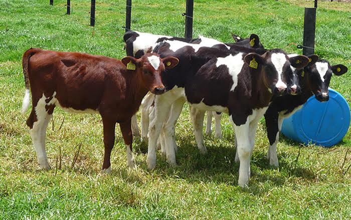 5 estrategias que llevan al éxito en la crianza de terneras | CONtexto ...