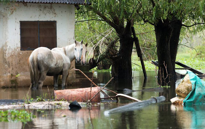 Los animales también sufren con las catástrofes naturales | CONtexto ...