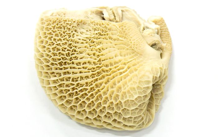 Así funciona el aparato digestivo de los bovinos | CONtexto ganadero