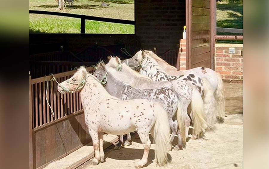 Mini horses, las nuevas mascotas del campo | CONtexto ganadero