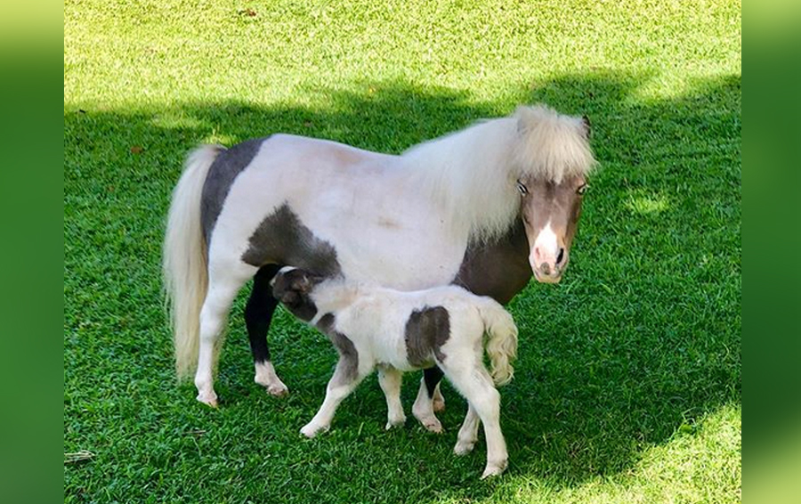 Mini horses, las nuevas mascotas del campo | CONtexto ganadero