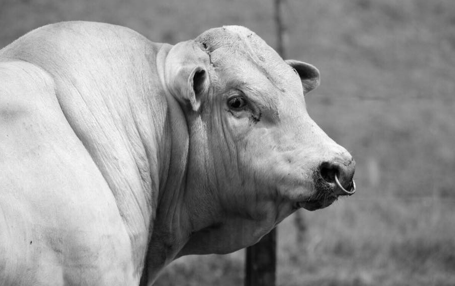Toronto, el toro insignia de la raza Charolaise en Colombia | CONtexto ...