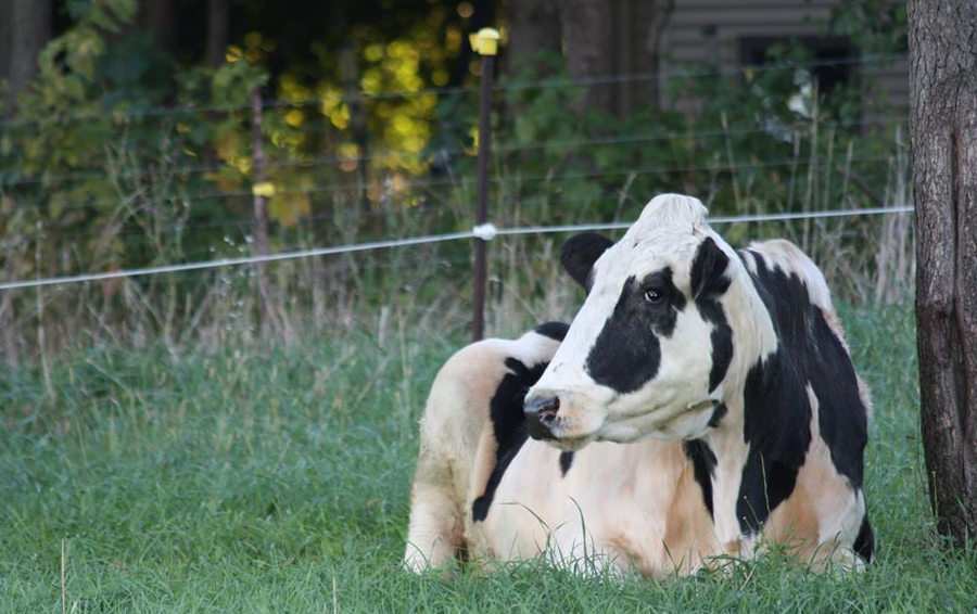 Blosom, la vaca más alta del mundo | CONtexto ganadero