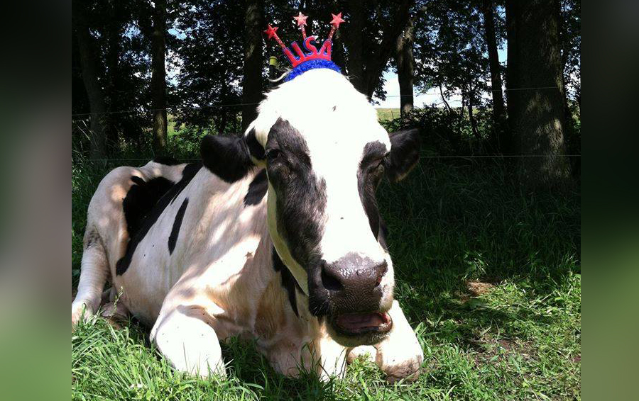 Blosom, la vaca más alta del mundo | CONtexto ganadero