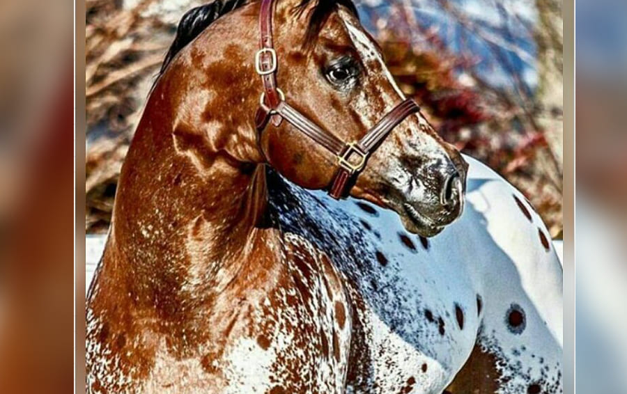 Cómo son los colores de los caballos y su temperamento | CONtexto ganadero