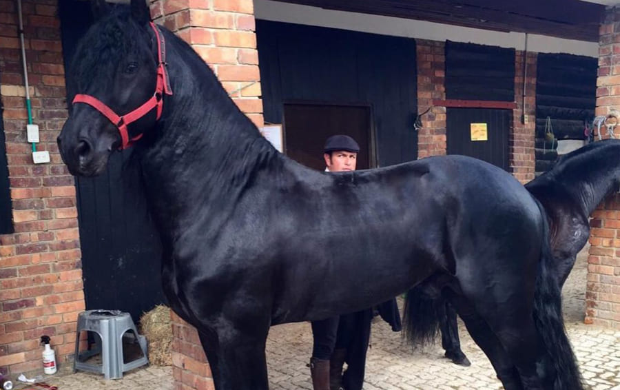 Cómo son los colores de los caballos y su temperamento | CONtexto ganadero