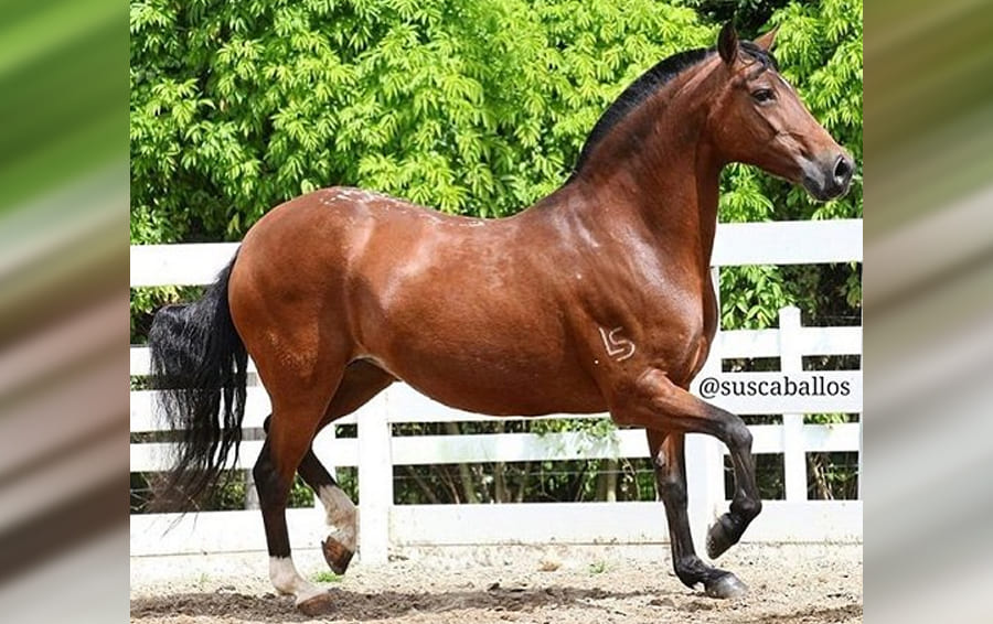 Caballo criollo colombiano, raza para resaltar ante el mundo | CONtexto ...