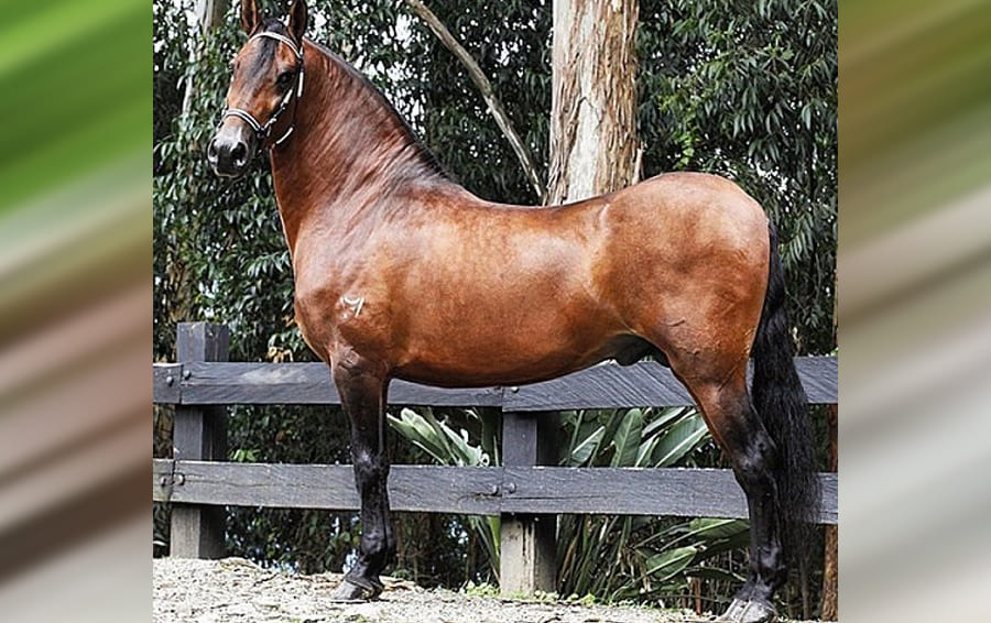 Caballo criollo colombiano, raza para resaltar ante el mundo | CONtexto ...