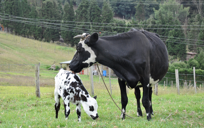 ¿Cómo multiplicar 'Una vaca por la paz'? | CONtexto ganadero | Noticias ...