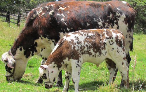 Normando, una raza que vale por dos | CONtexto ganadero